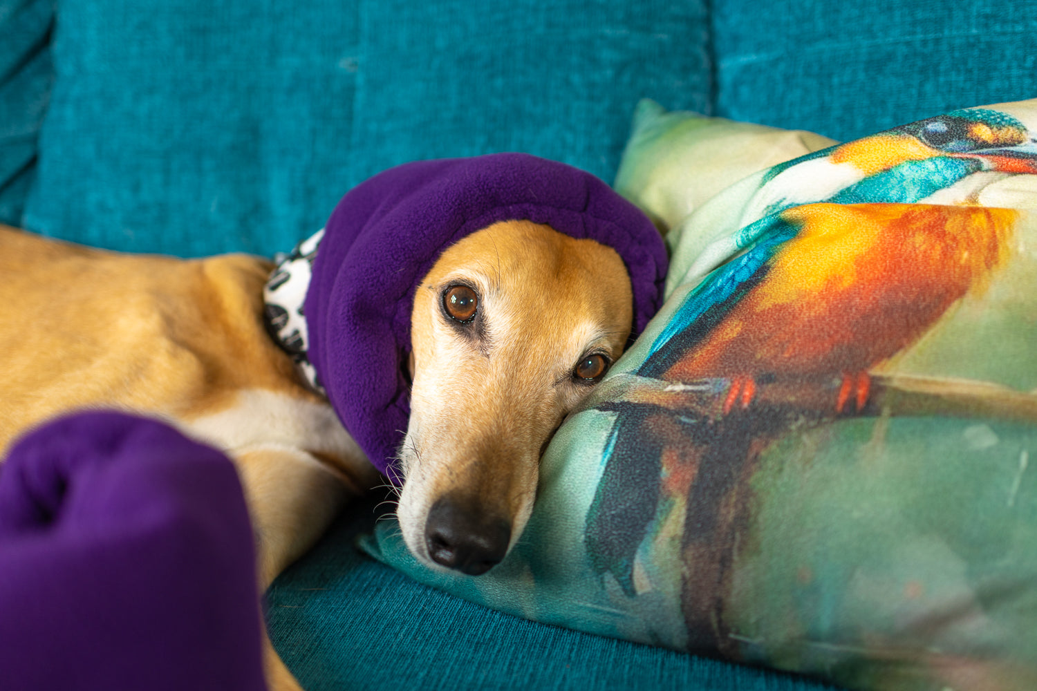 The Hush Muff | Anti-Anxiety Muff for Nervous & Reactive Dogs
