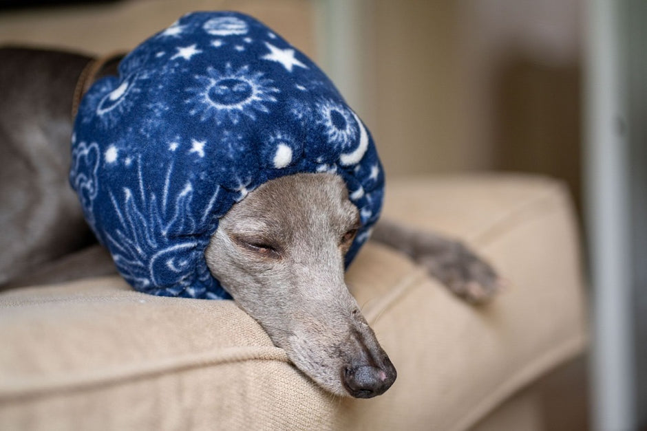 The Hush Muff | Anti-Anxiety Muff for Nervous & Reactive Dogs