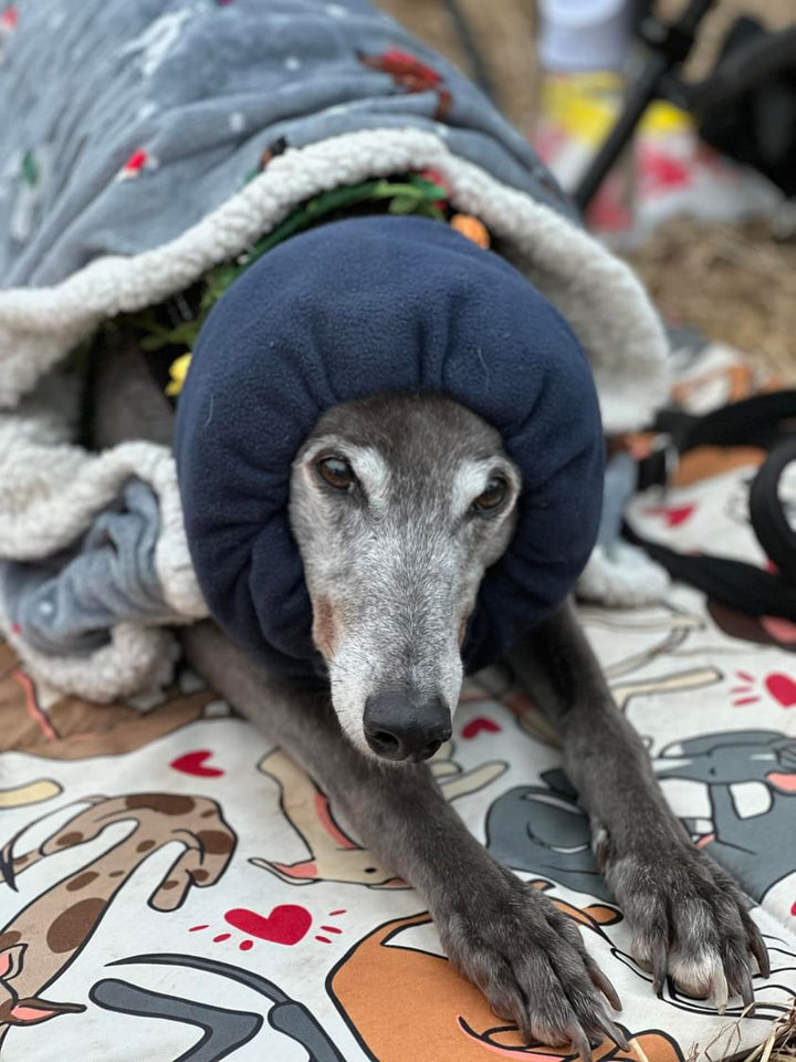 The Hush Muff | Anti-Anxiety Muff for Nervous & Reactive Dogs